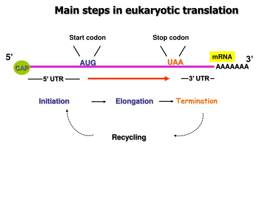 PPT - The origin of novel proteins by gene duplication: evolution of ...
