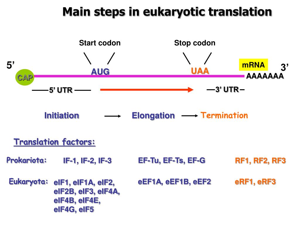 PPT - The origin of novel proteins by gene duplication: evolution of ...