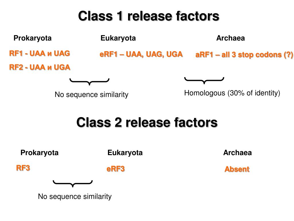 PPT - The origin of novel proteins by gene duplication: evolution of ...