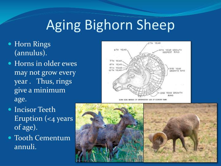 PPT - Okanogan Bighorn Sheep PowerPoint Presentation - ID:4858360