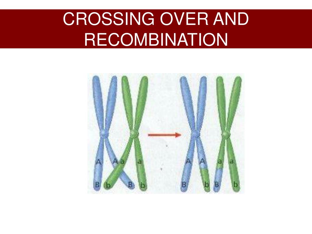 Ppt Sex Linked Inheritance Powerpoint Presentation Free Download