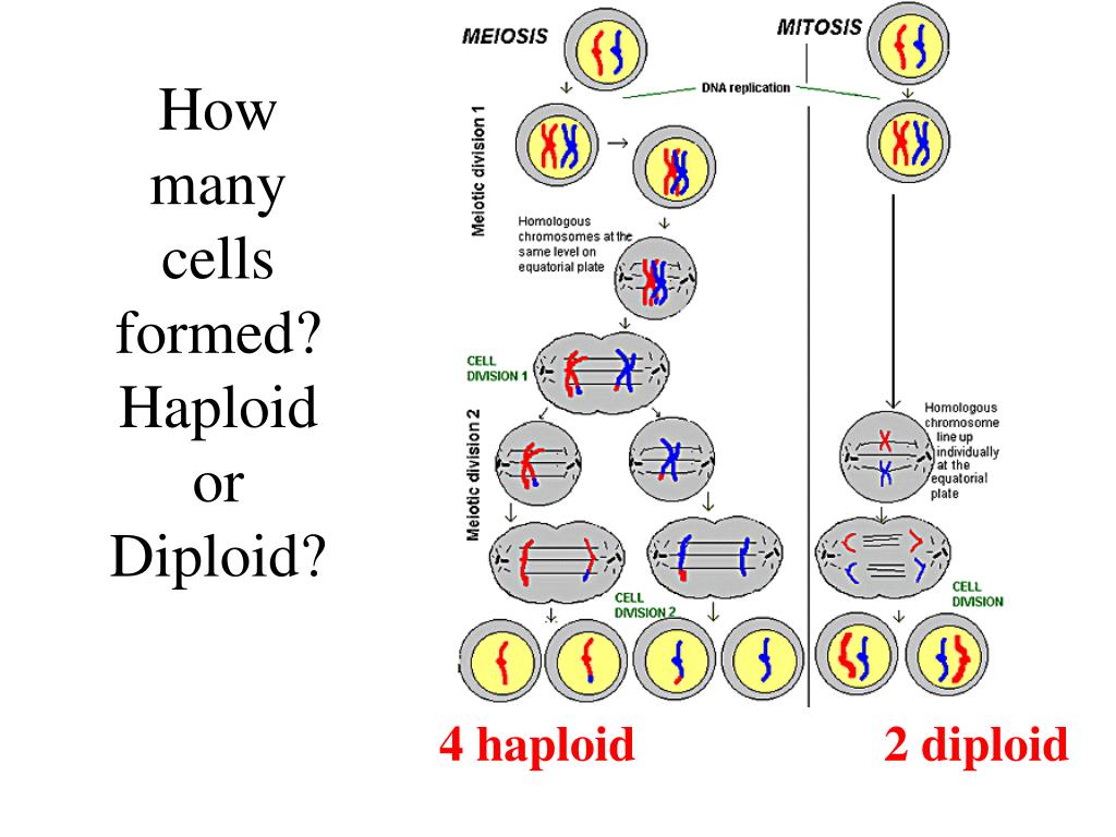 Ppt Meiosis Powerpoint Presentation Free Download Id4859791