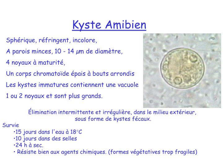 PPT - Amibiase PowerPoint Presentation - ID:4861096