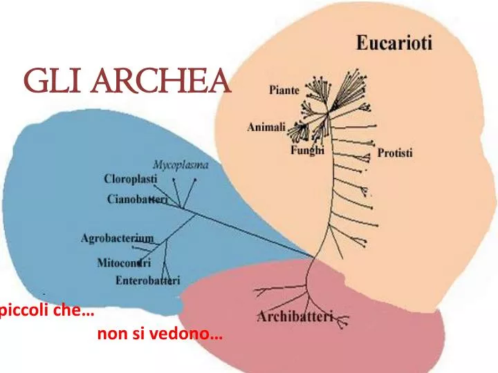 PPT - GLI ARCHEA PowerPoint Presentation, free download - ID:4861439