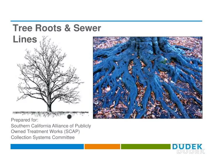 PPT - Tree Roots & Sewer Lines PowerPoint Presentation, free download ...