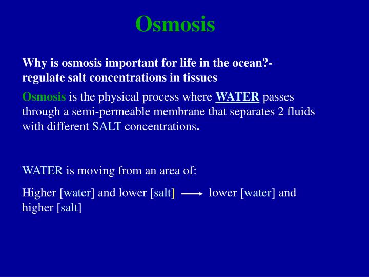 PPT - Osmosis PowerPoint Presentation - ID:4862638