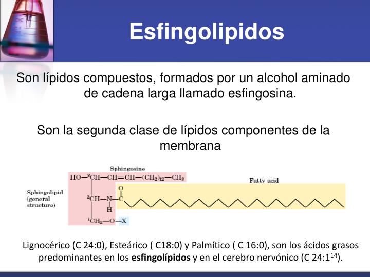 PPT - Unidad V: Química de Lípidos PowerPoint Presentation - ID:4864019