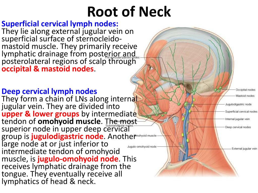 Cervical Lymph Nodes