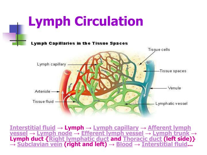 PPT - CIRCULATORY SYSTEM PowerPoint Presentation - ID:4864650