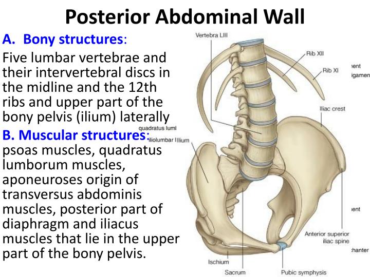 Borders Of The Abdominal Wall at Zane Murray-prior blog