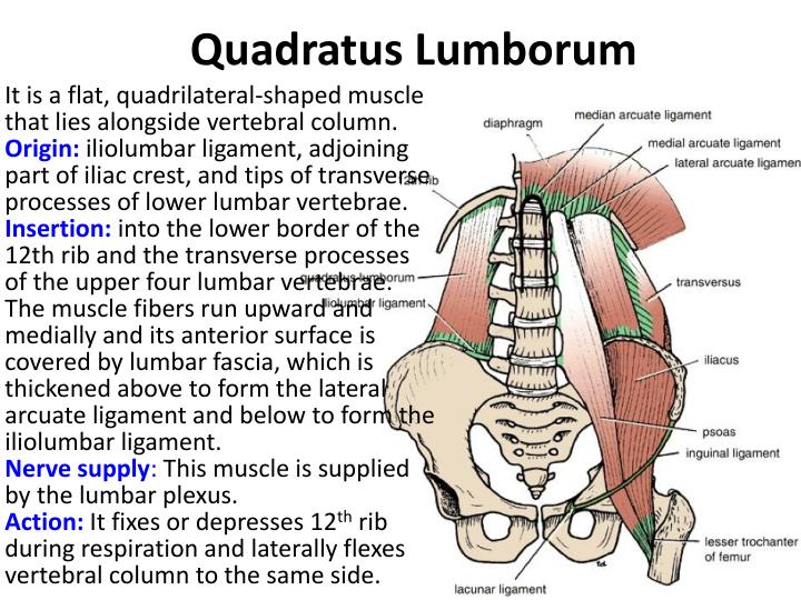 PPT - Posterior Abdominal Wall PowerPoint Presentation - ID:4864651