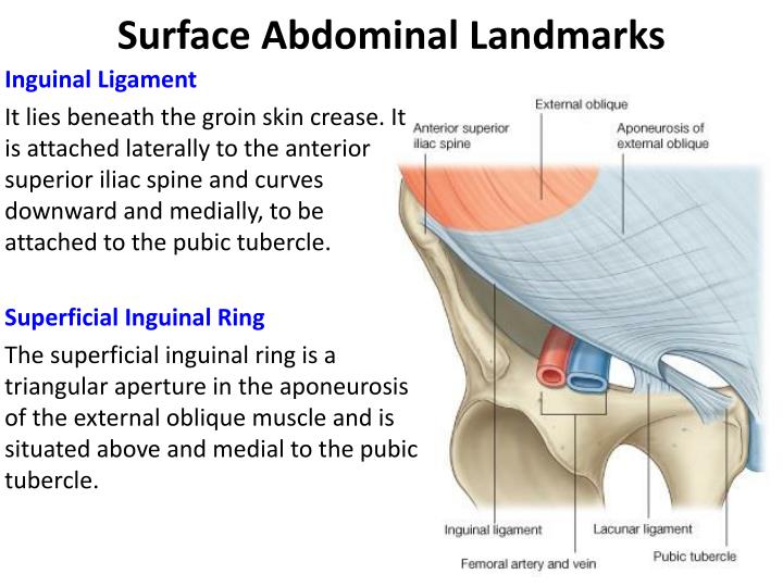 PPT - Posterior Abdominal Wall PowerPoint Presentation - ID:4864651