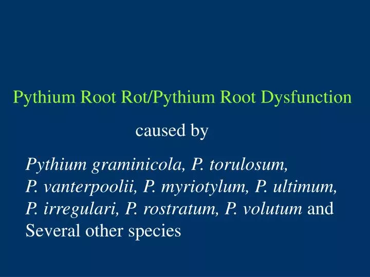 PPT - Pythium Root Rot/Pythium Root Dysfunction PowerPoint Presentation ...