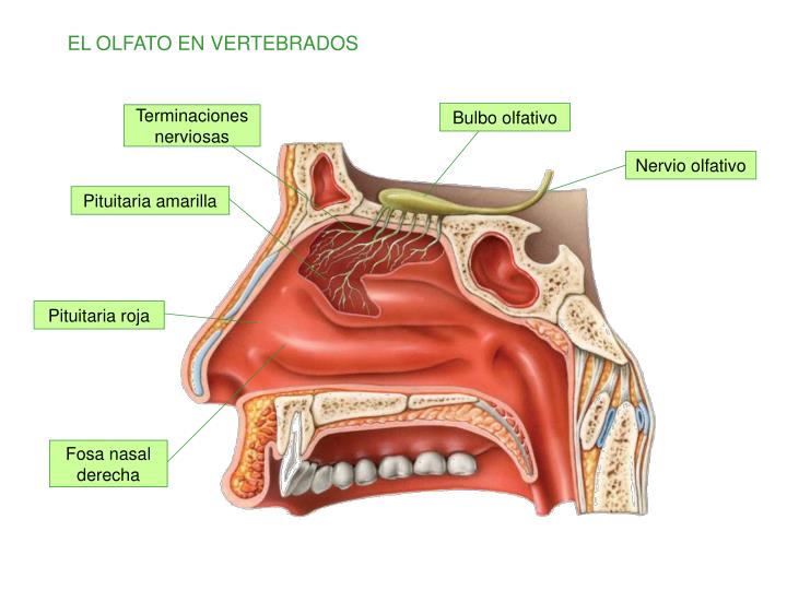PPT - RELACIÓN: ESTÍMULOS Y RESPUESTAS PowerPoint Presentation - ID:4865816