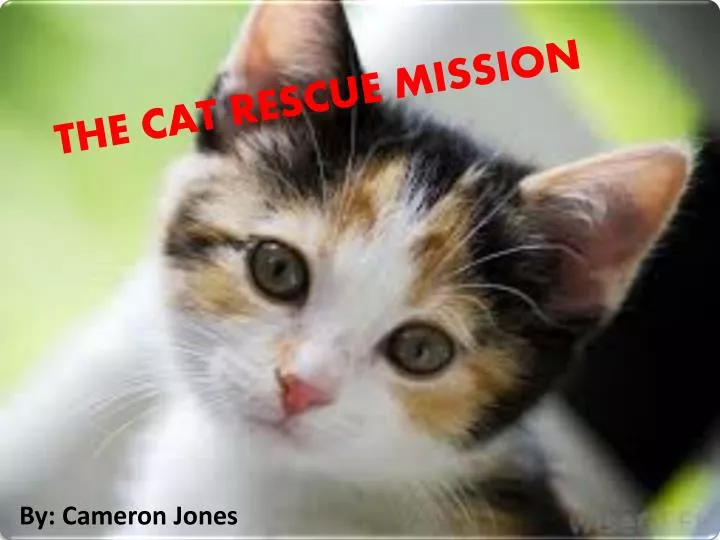 PPT - THE CAT RESCUE MISSION PowerPoint Presentation, free download ...