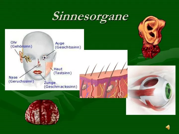 PPT - Sinnesorgane PowerPoint Presentation, free download - ID:4866802