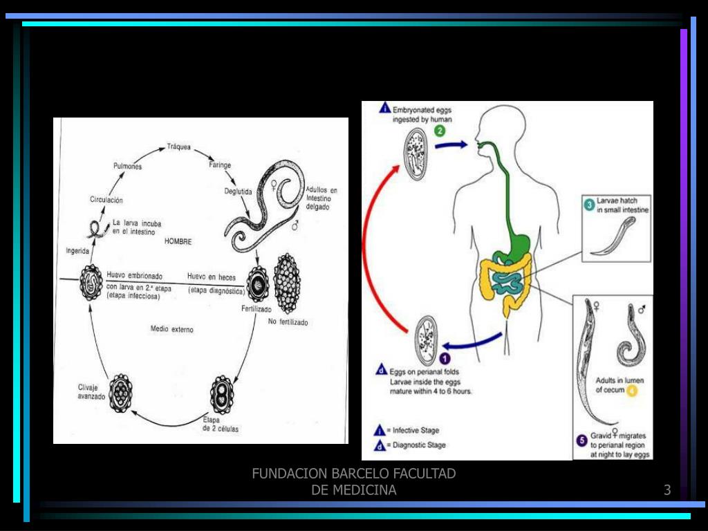 PPT - Parasitosis Generalidades 2: BIOLOGÍA DE LOS PowerPoint ...