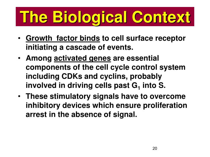 PPT - Cell Cycle PowerPoint Presentation - ID:4869212