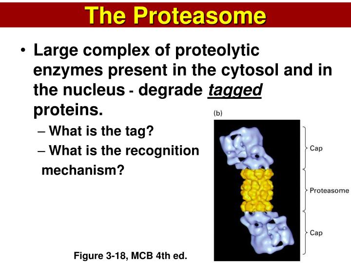 PPT - Cell Cycle PowerPoint Presentation - ID:4869212