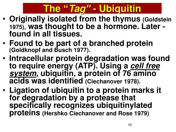 PPT - Cell Cycle PowerPoint Presentation - ID:4869212