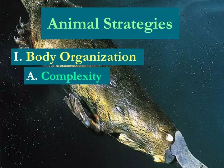 PPT - Animal Strategies PowerPoint Presentation, free download - ID:4871187