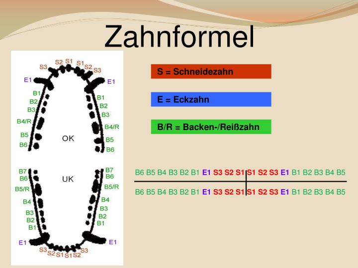 PPT - Kleiner Münsterländer PowerPoint Presentation - ID:4871506