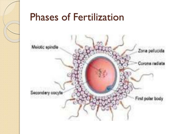 PPT - EMBRYOLOGY PowerPoint Presentation - ID:4872276