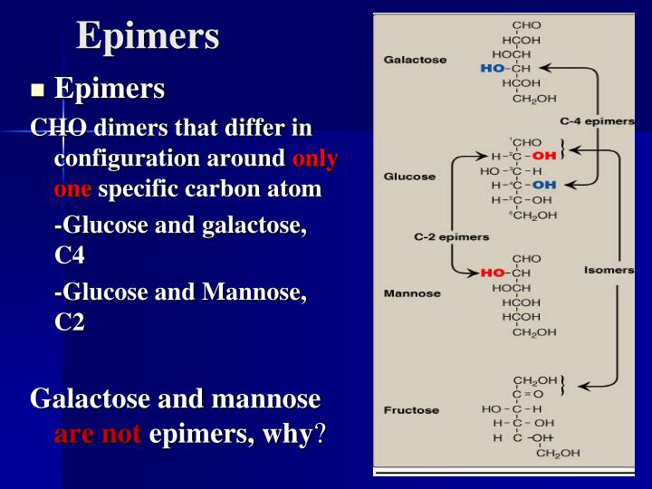 PPT - CARBOHYDRATES: STRUCTURE AND FUNCTION PowerPoint Presentation ...