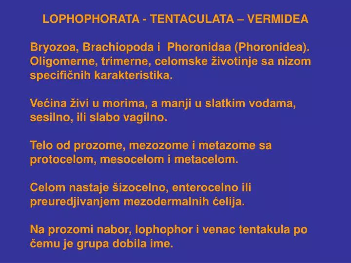PPT - LOPHOPHORATA - TENTACULATA – VERMIDEA Bryozoa, Brachiopoda i ...