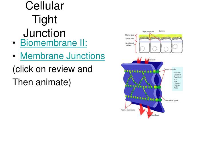 PPT - Cell Junctions PowerPoint Presentation - ID:4877246