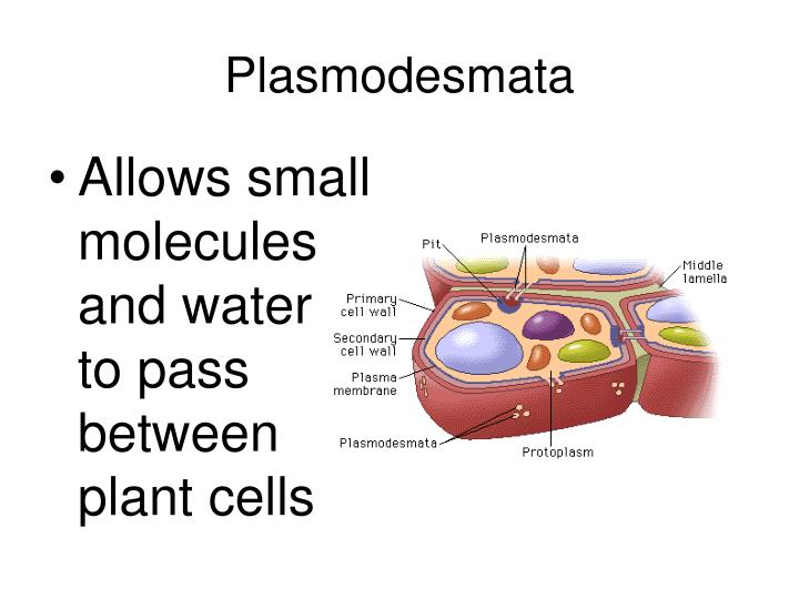 PPT - Cell Junctions PowerPoint Presentation - ID:4877246