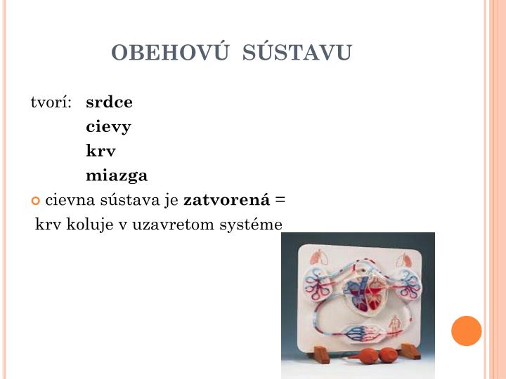 PPT - Obehová sústava stavovcov PowerPoint Presentation - ID:4877570