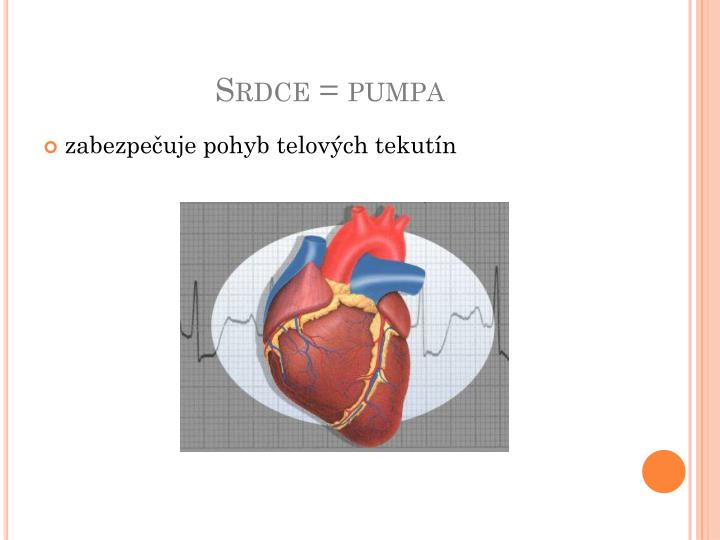 PPT - Obehová sústava stavovcov PowerPoint Presentation - ID:4877570