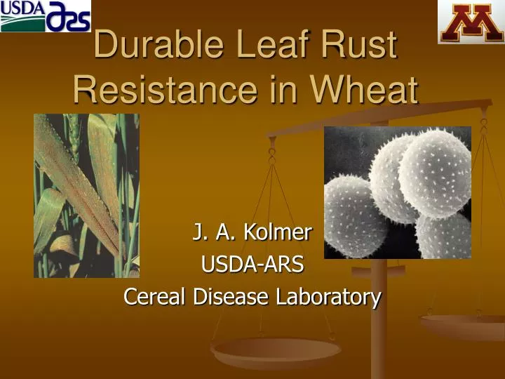 PPT - Durable Leaf Rust Resistance in Wheat PowerPoint Presentation ...