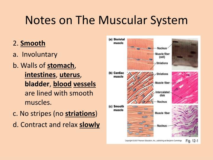 PPT - The Muscular System PowerPoint Presentation - ID:4880379