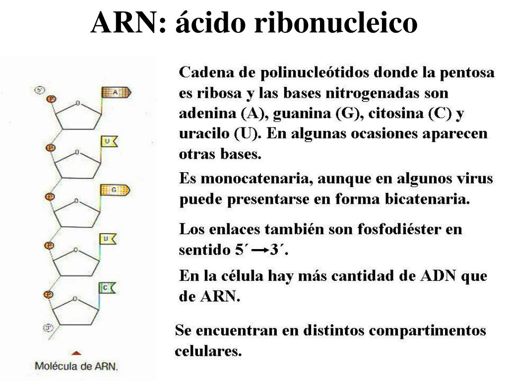 PPT - Tema IV: ÁCIDOS NUCLEICOS Definición y composición PowerPoint Presentation - ID:4880536