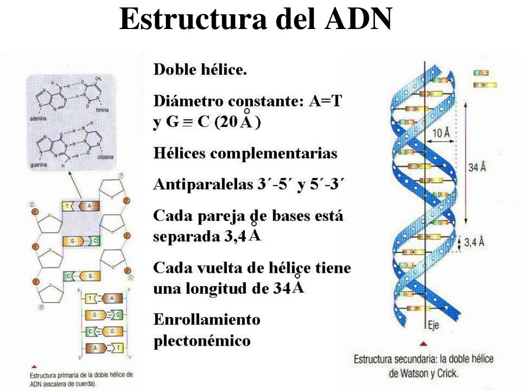 PPT - Tema IV: ÁCIDOS NUCLEICOS Definición y composición PowerPoint ...
