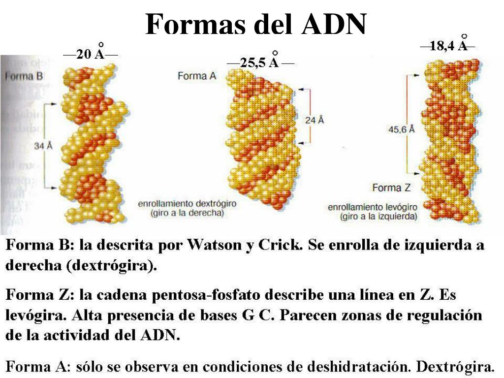 PPT - Tema IV: ÁCIDOS NUCLEICOS Definición y composición PowerPoint ...