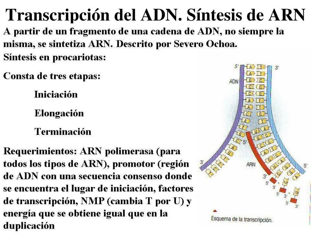 PPT - Tema IV: ÁCIDOS NUCLEICOS Definición y composición PowerPoint ...