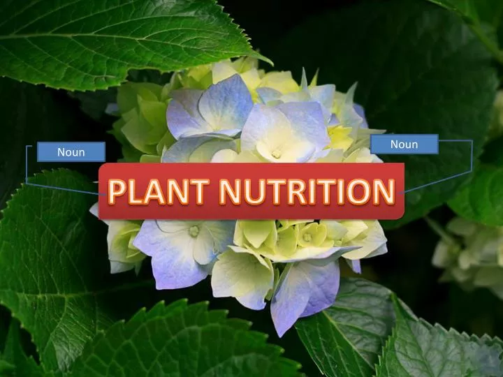 PPT - PLANT NUTRITION PowerPoint Presentation, free download - ID:4880607
