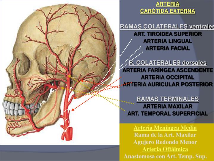 PPT - ARTERIAS CAROTIDAS PowerPoint Presentation - ID:4881129
