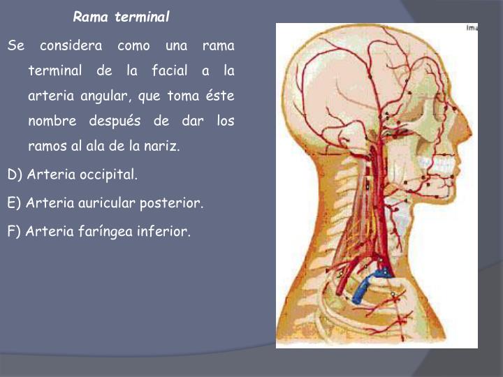 PPT - ARTERIAS CAROTIDAS PowerPoint Presentation - ID:4881129
