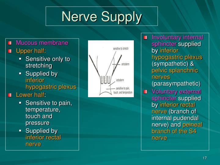 PPT - ANAL CANAL, ANAL TRIANGLE AND ISCHIORECTAL FOSSA PowerPoint ...