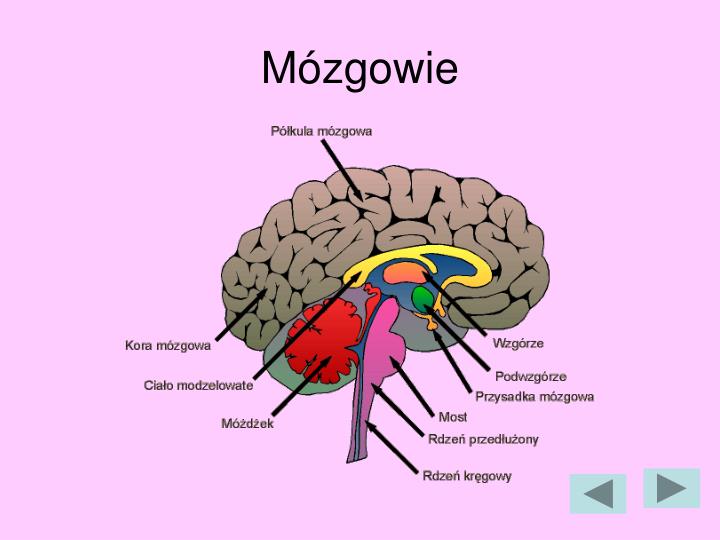 PPT - UKŁAD NERWOWY PowerPoint Presentation - ID:4885056