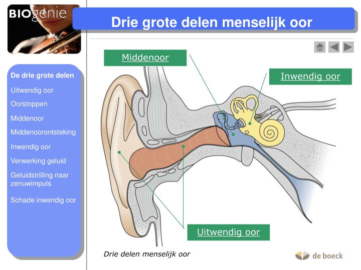 PPT - Geluidsreceptoren PowerPoint Presentation - ID:4885214