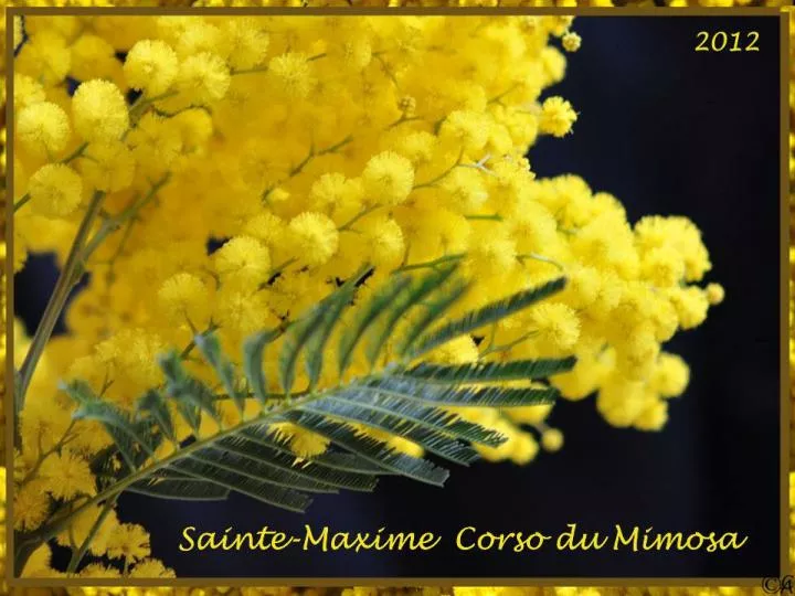 PPT - Corso Mimosa Ste Maxime 2012 PowerPoint Presentation, free ...