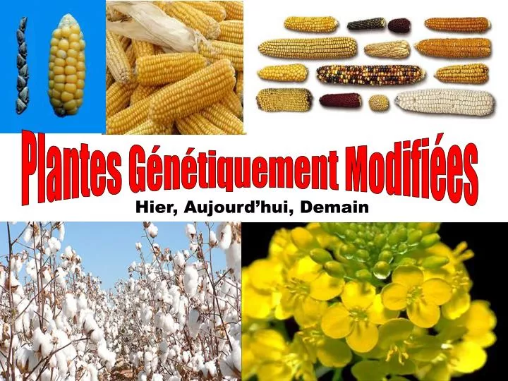 PPT - Plantes Génétiquement Modifiées PowerPoint Presentation - ID:4886593