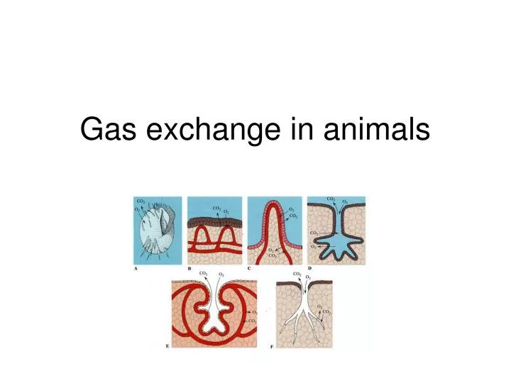 PPT - Gas exchange in animals PowerPoint Presentation, free download ...