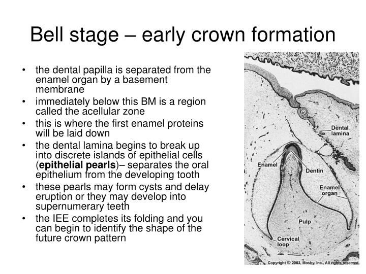 PPT - Tooth Development (Odontogenesis) PowerPoint Presentation - ID ...