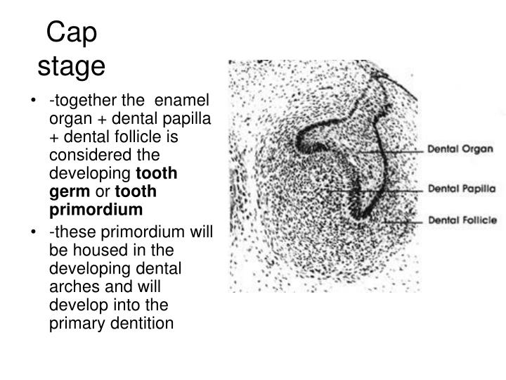 PPT - Tooth Development (Odontogenesis) PowerPoint Presentation - ID ...
